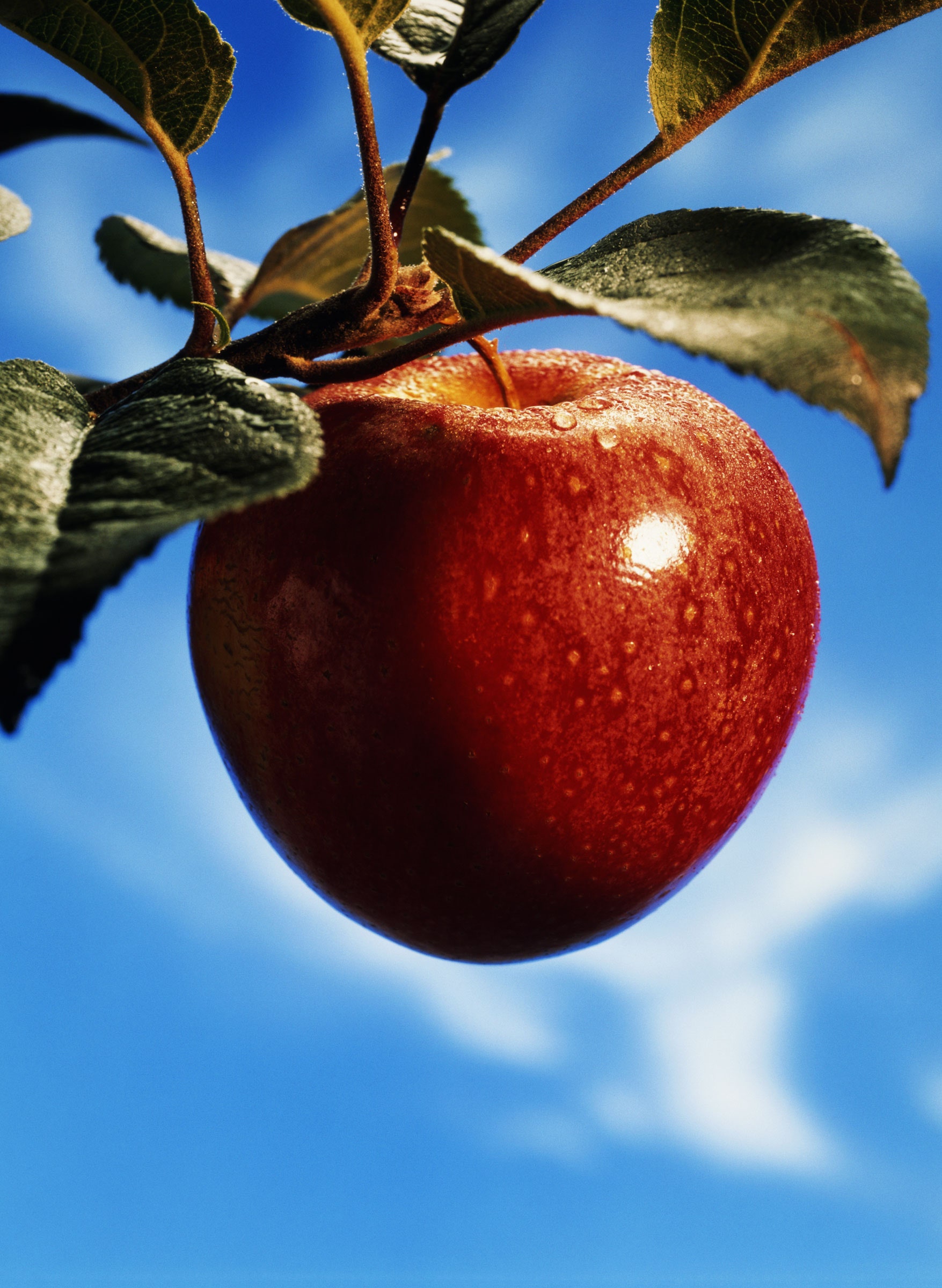 Gravity Physics Apple